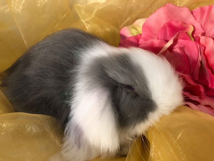 Teddy Widder Rammen :: www.mijn-teddy-tuintje.nl