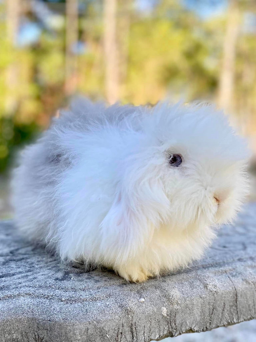 Teddy Widders :: www.mijn-teddy-tuintje.nl